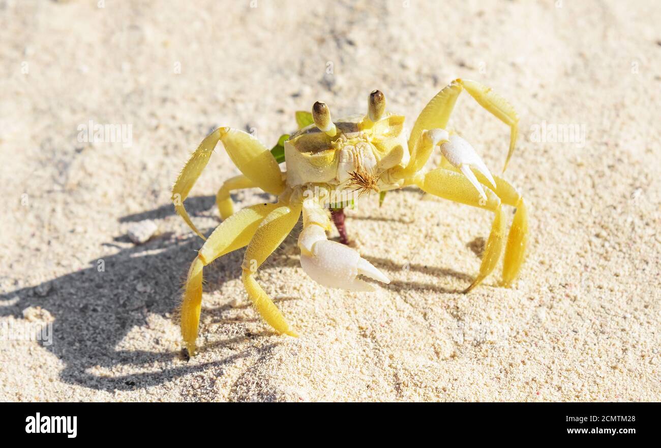 Crab - ghost - small crustacean with chitinous shell Stock Photo - Alamy