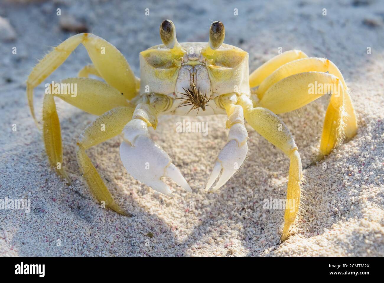 Crab - ghost - small crustacean with chitinous shell Stock Photo - Alamy