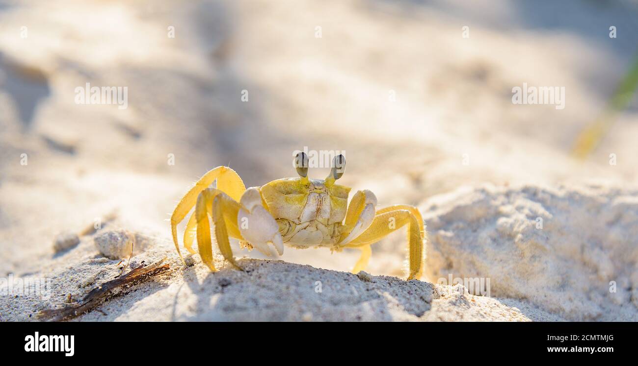 Crab - ghost - small crustacean with chitinous shell Stock Photo - Alamy