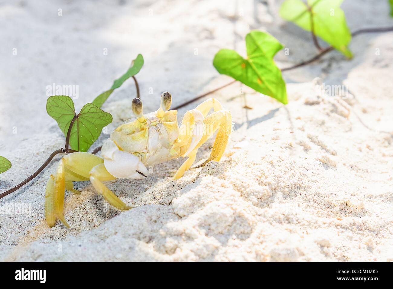 Crab - ghost - small crustacean with chitinous shell Stock Photo - Alamy