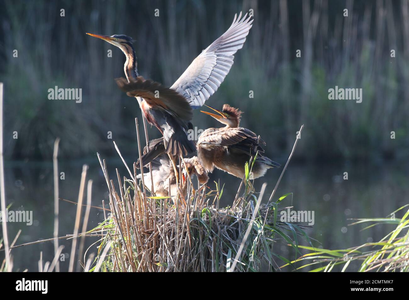 Purple heron (Ardea purpurea), young birds begging adult bird for food ...