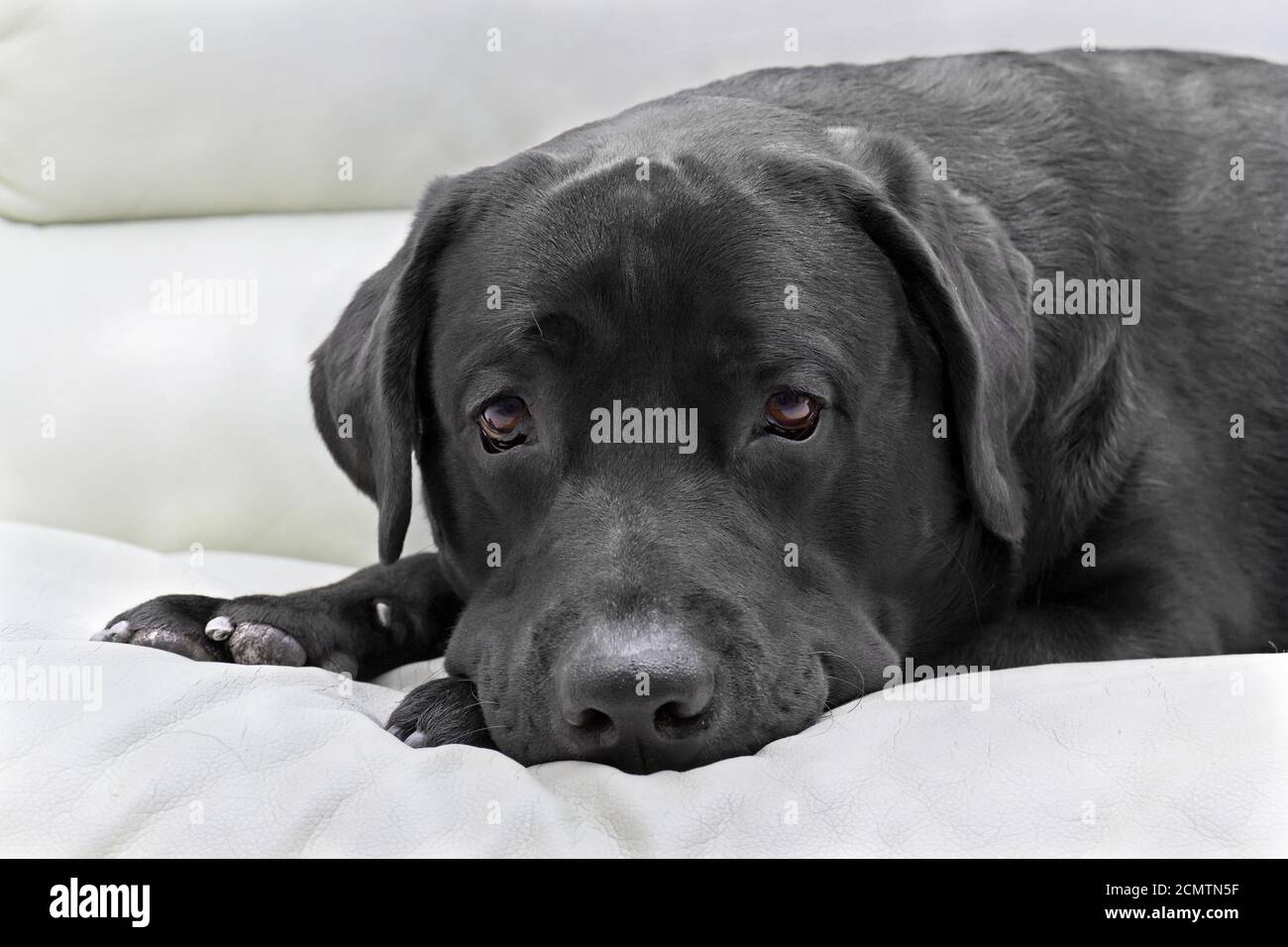 Black labrador coat hi-res stock photography and images - Alamy