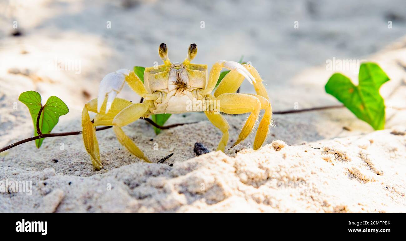 scared sea yellow crab Stock Photo - Alamy