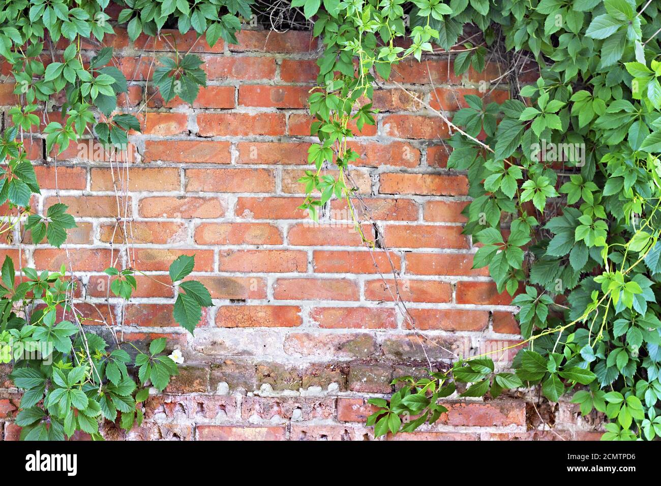Ivy and brick hi-res stock photography and images - Alamy