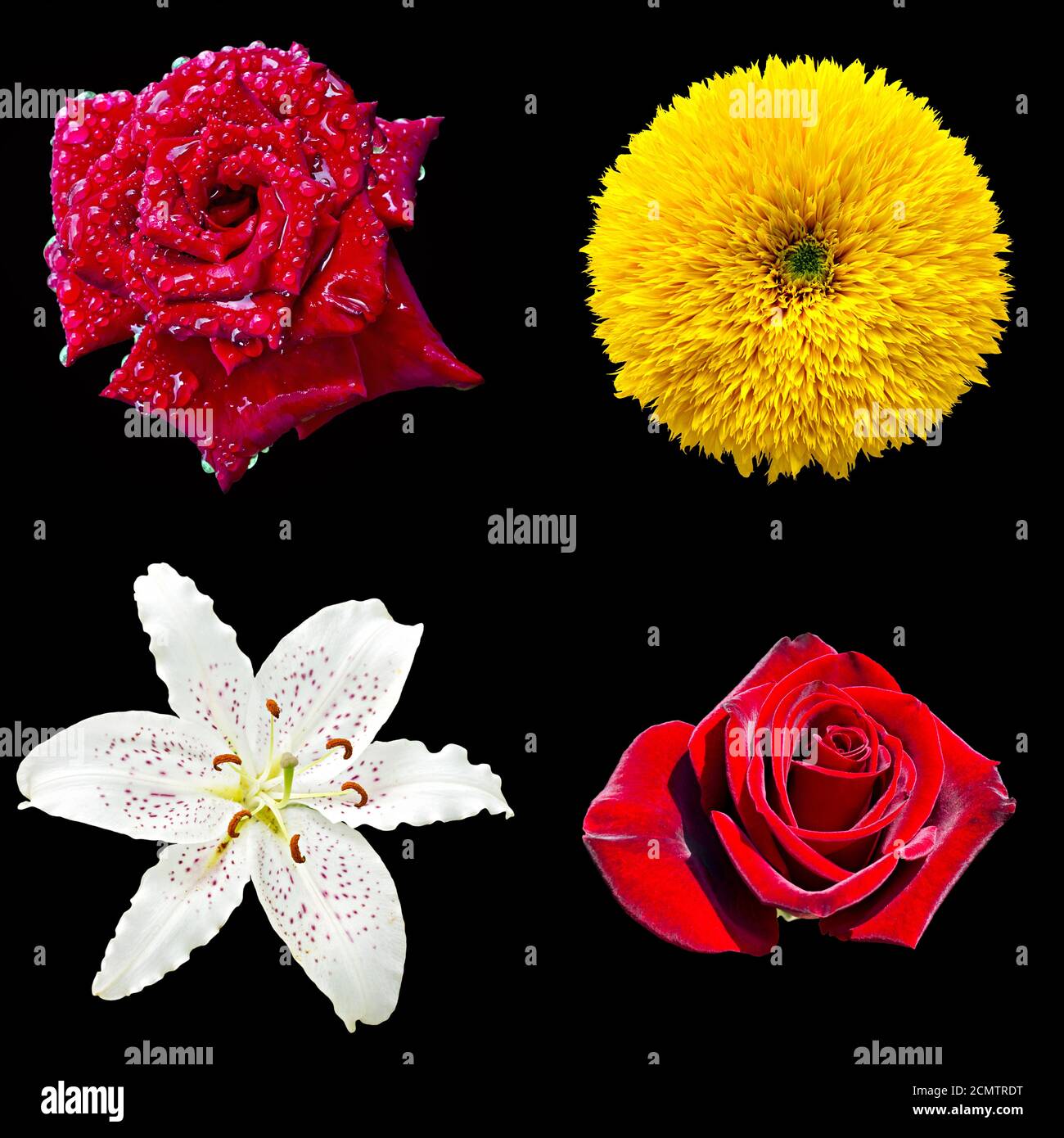 set of four flowers isolated on black background Stock Photo - Alamy