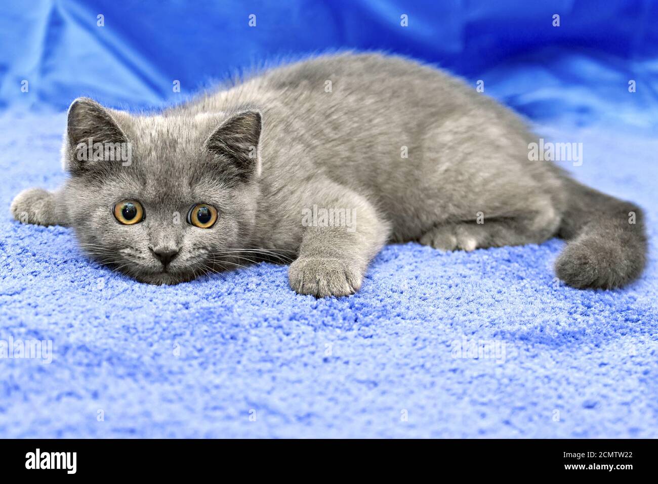 British breed hi-res stock photography and images - Alamy