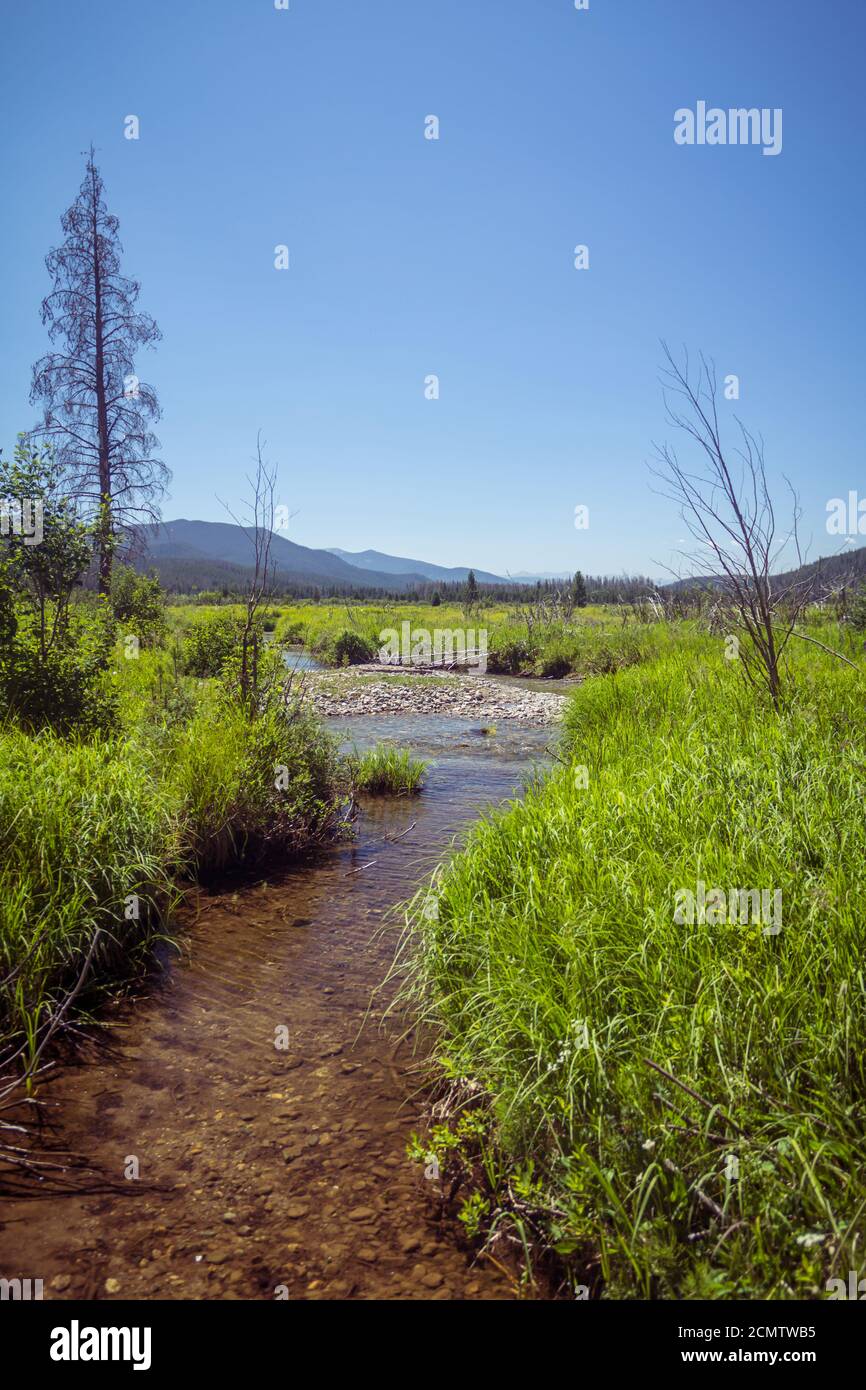 Stream flowing through a meadow Rocky Mountain National Park, forested ...