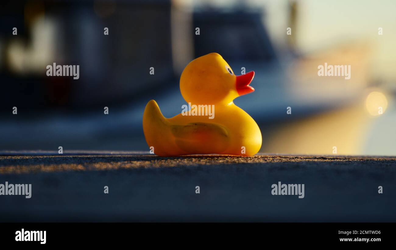 Rubber duckie hi-res stock photography and images - Alamy