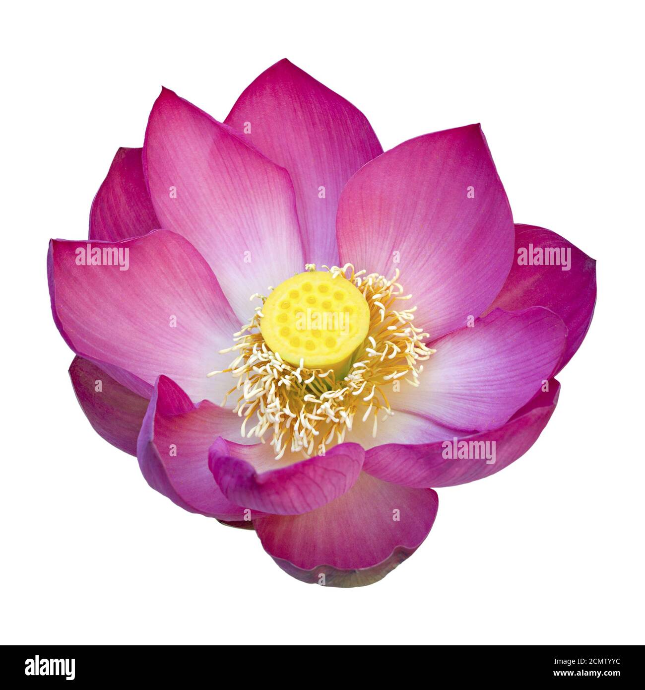 Indian Lotus Symbol
