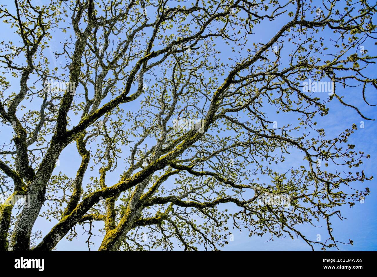 Garry Oak tree, Fort Rodd Hill NHS, Victoria, British Columbia, Canada ...