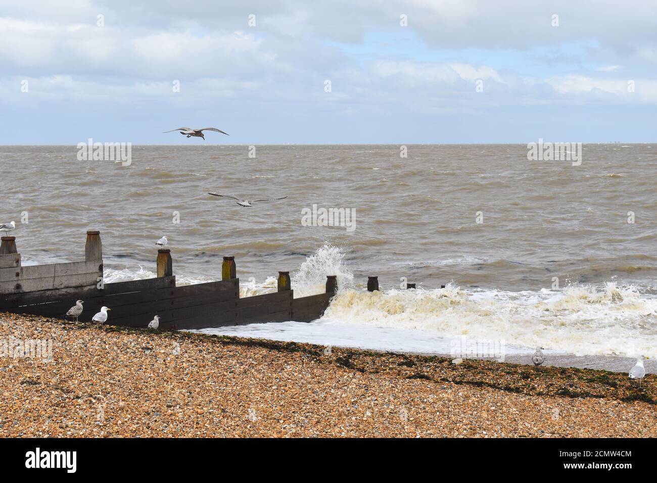 A common gull is a large seabird with a distinctive red spot on its ...