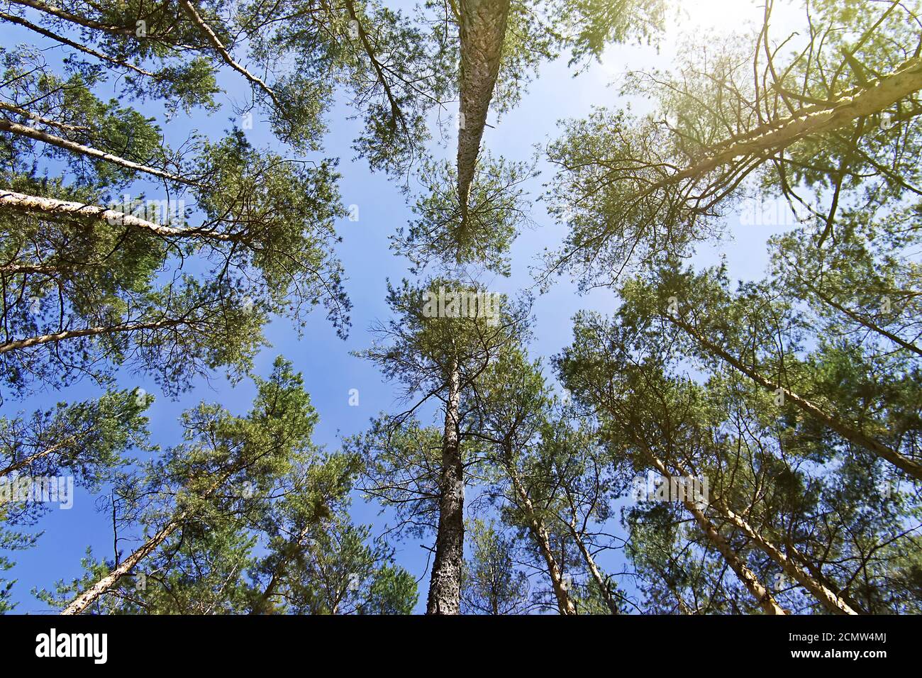 Bottom view tops green trees hi-res stock photography and images - Alamy