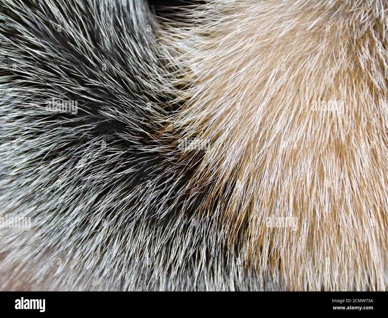 Arctic fox fur closeup as background Stock Photo - Alamy