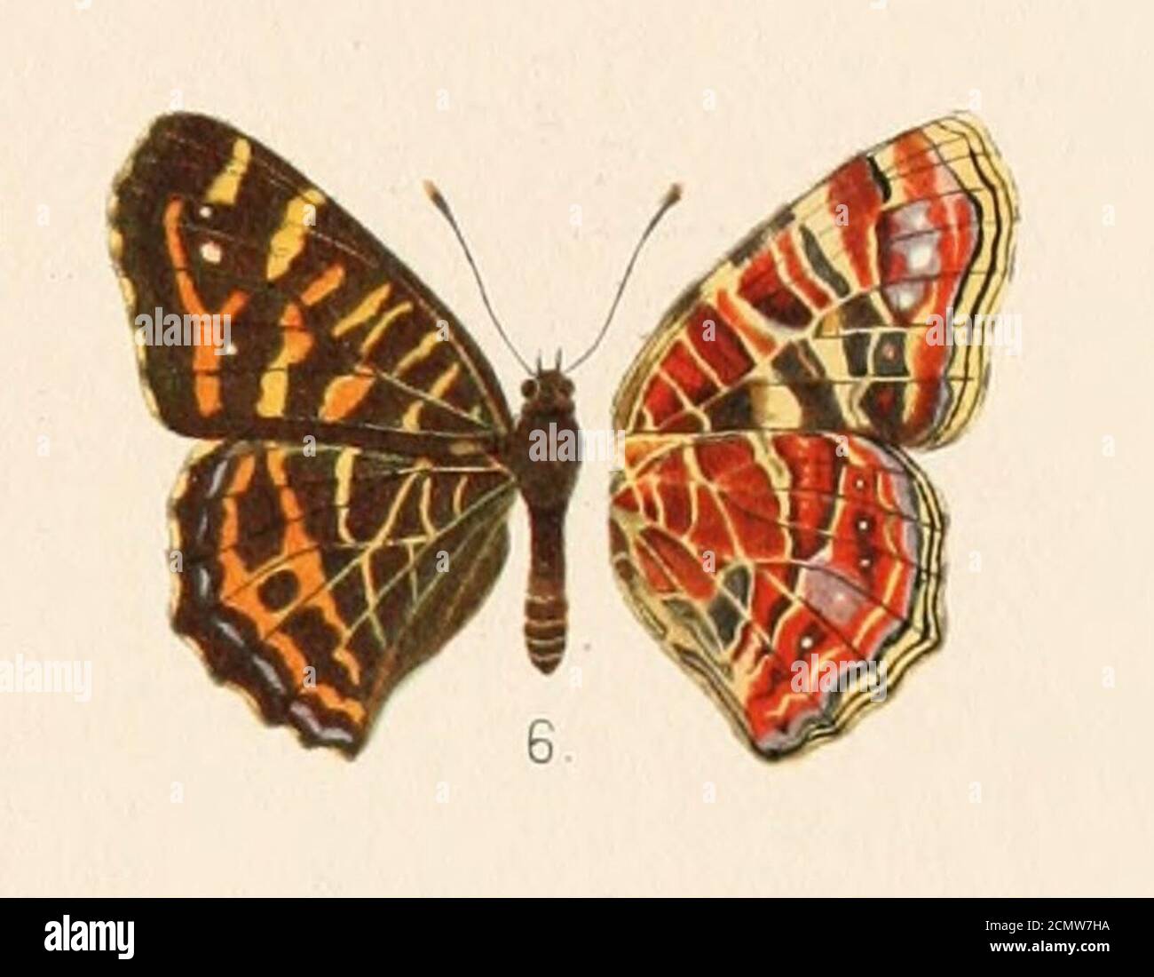 John Henry Leech - Plate 26 - Araschnia davidis var. oreas Stock Photo ...
