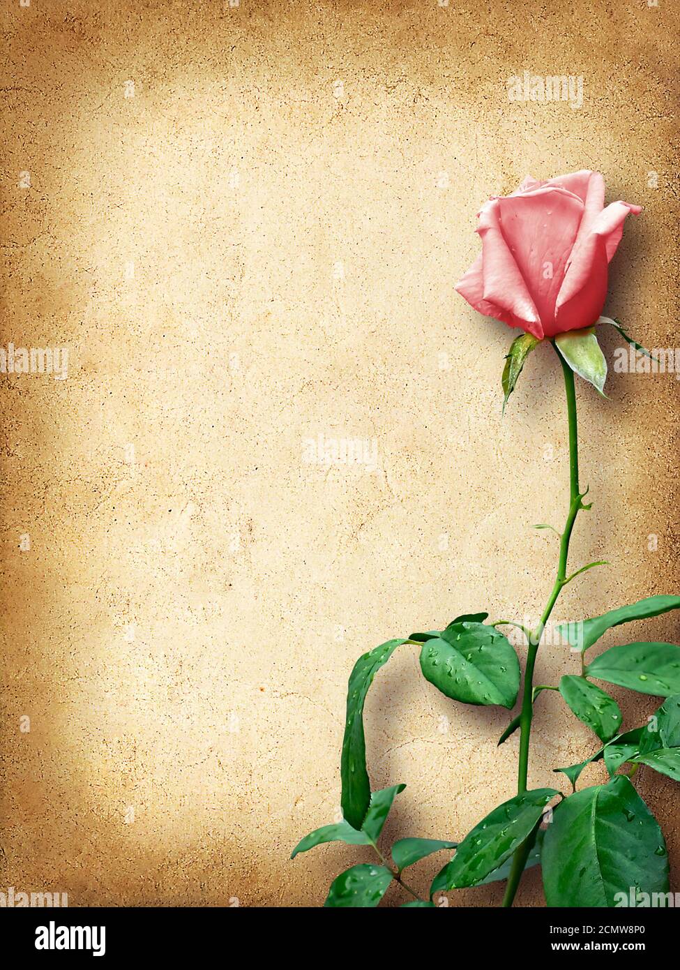 Vintage card for congratulations with pink roses Stock Photo - Alamy