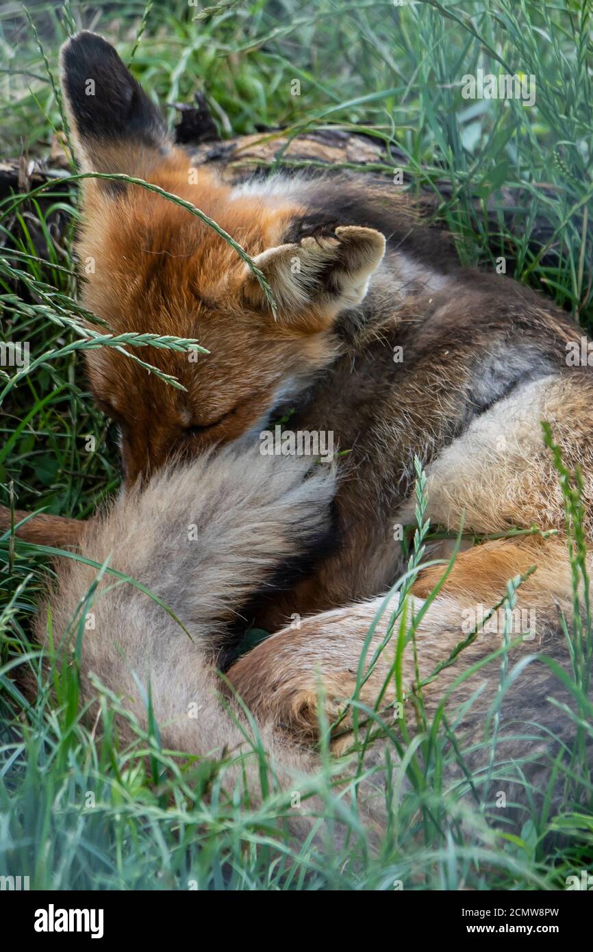 Orange fox hi-res stock photography and images - Alamy