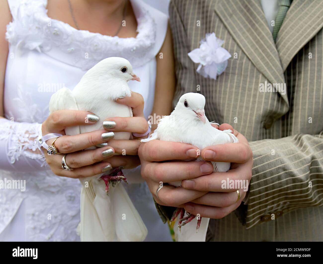 Wedding doves close-up in the hands of the bride and groom Stock Photo ...