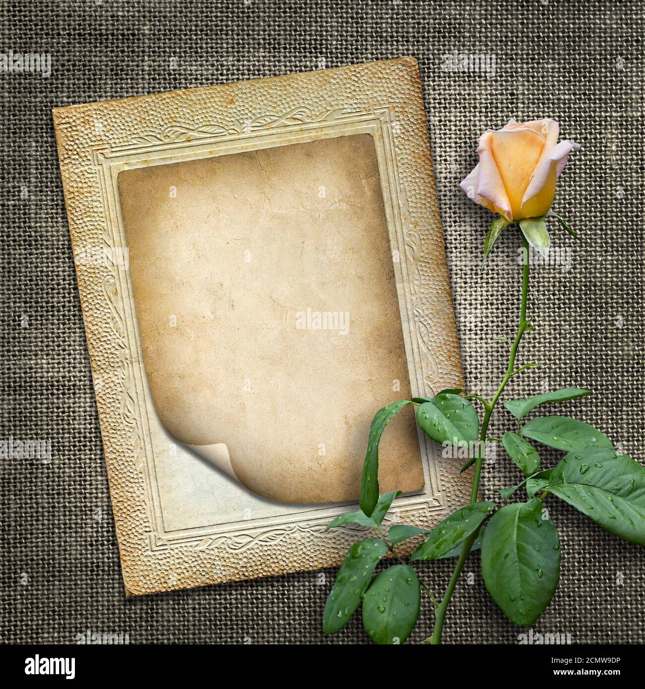 Card for invitation or congratulation with yellow rose in vintage style ...