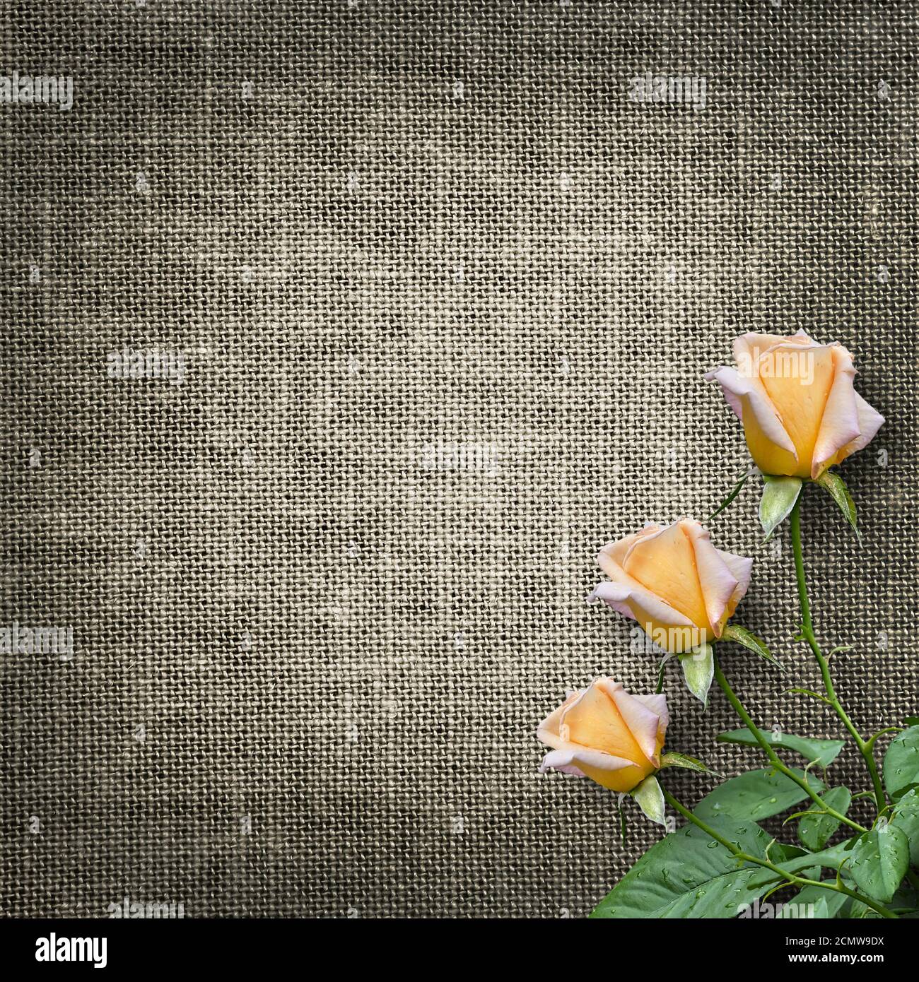 Vintage postcard for congratulation with yellow roses Stock Photo - Alamy