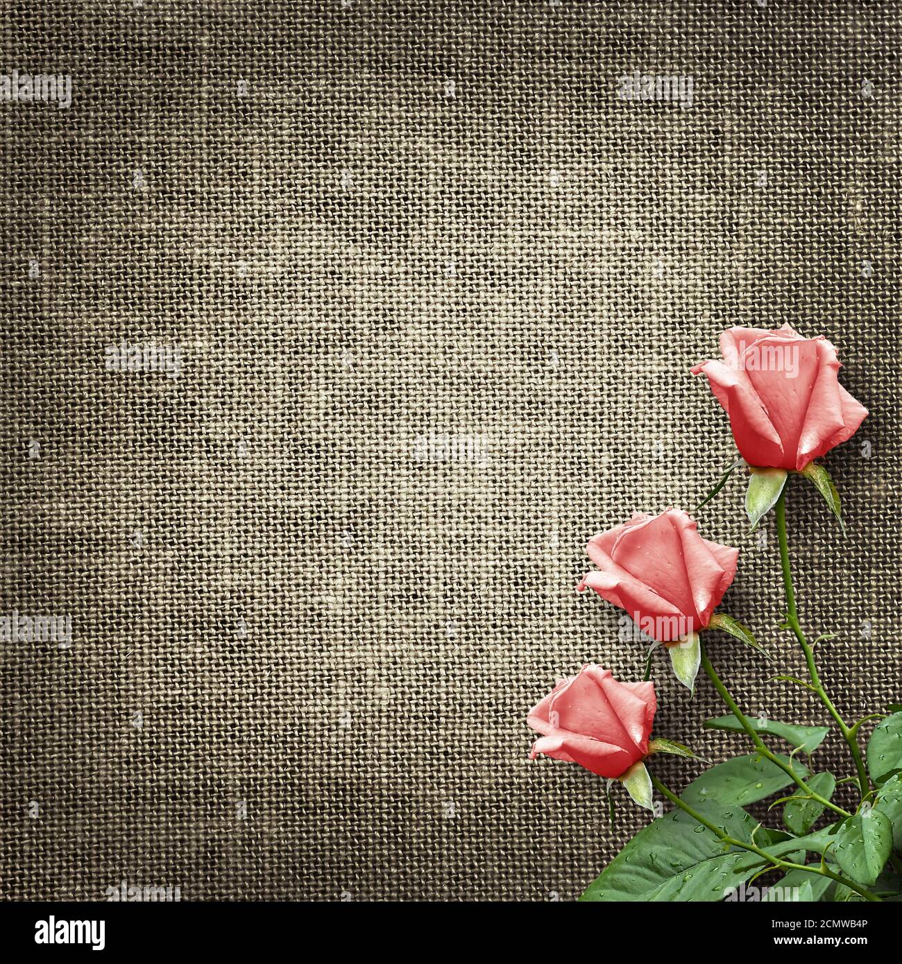 Vintage postcard for congratulation with yellow roses Stock Photo - Alamy