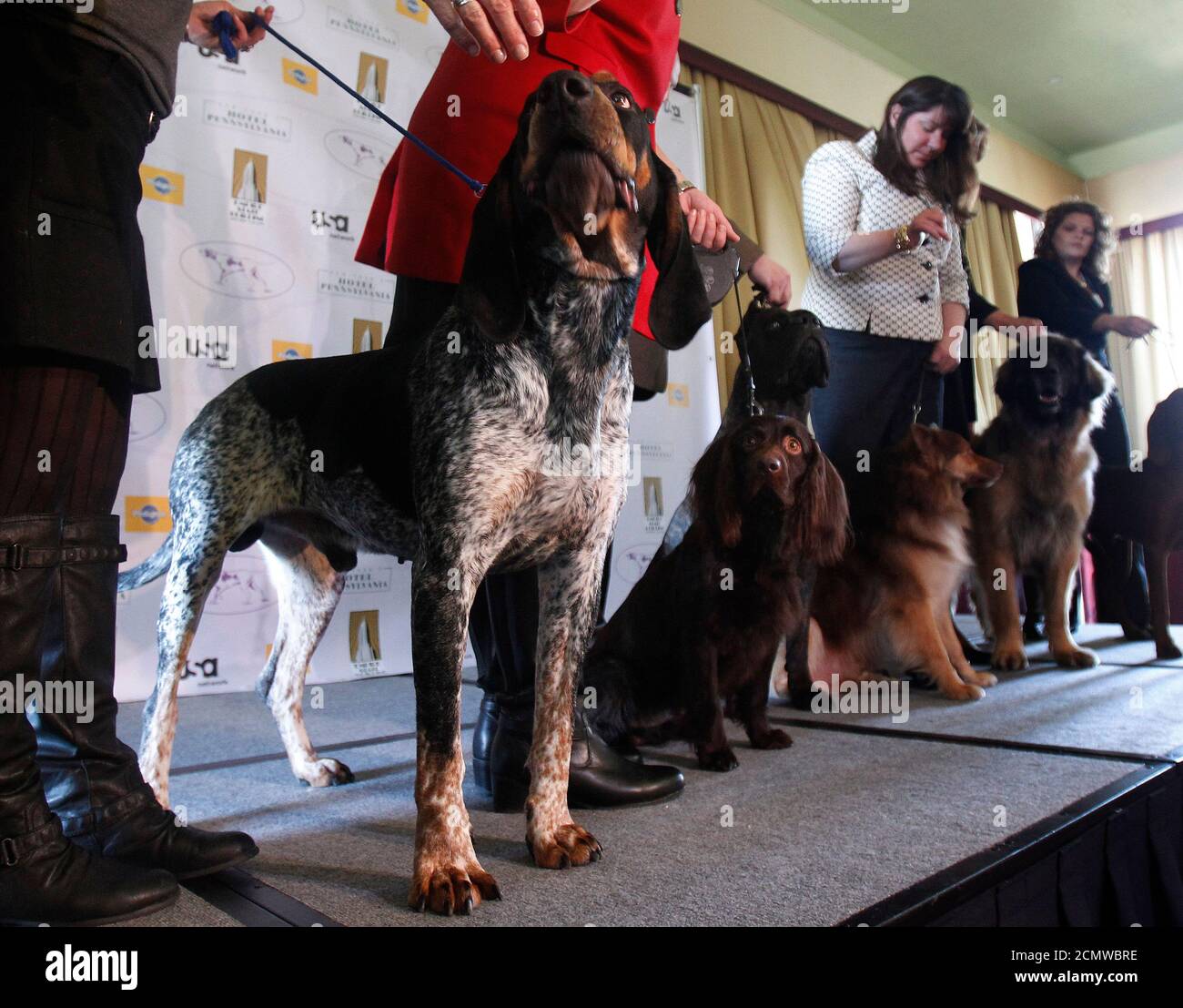 Bluetick breeds hi-res stock photography and images - Alamy