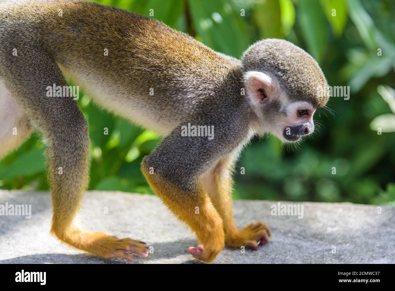 Baby squirrel monkey hi-res stock photography and images - Alamy