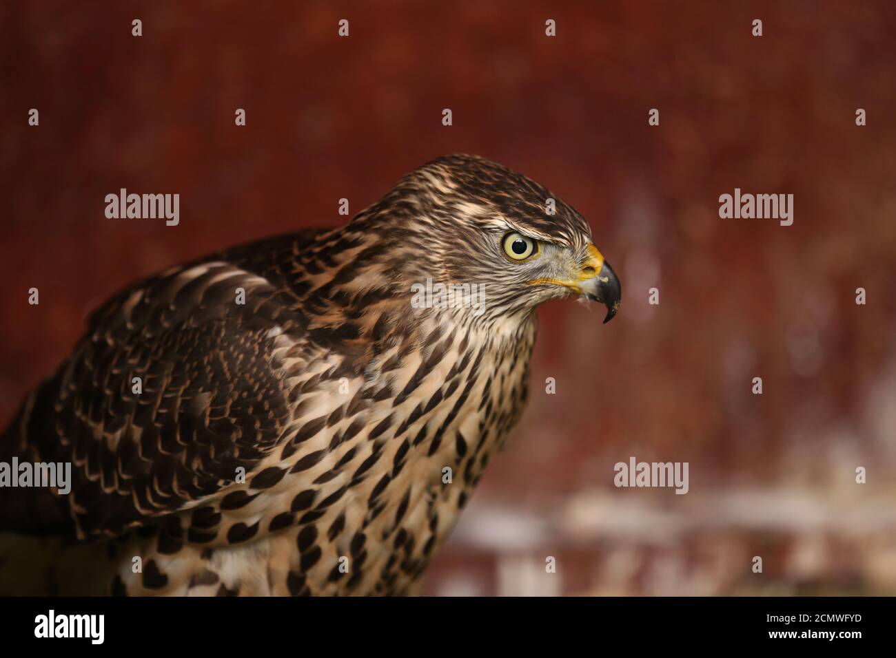 Close-up portrait of a beautiful and healthy falcon Stock Photo - Alamy