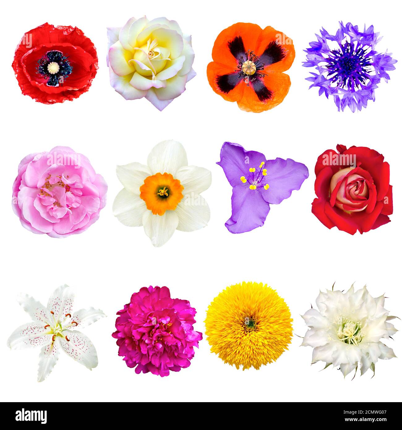 Set of Colorful Flowers Isolated on White Background Stock Photo - Alamy