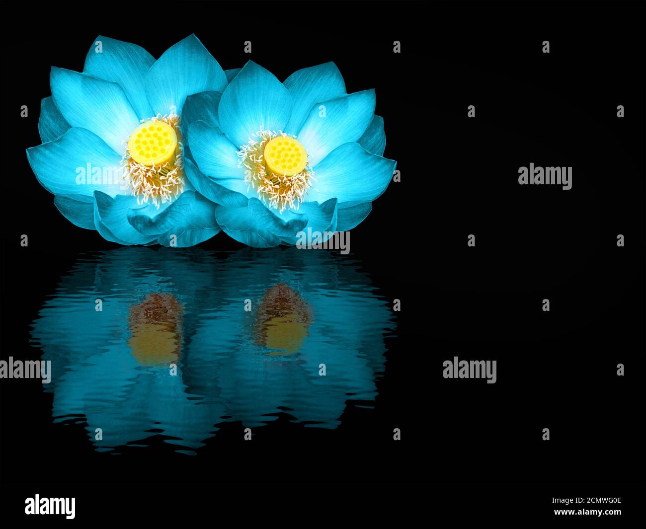Indian lotus mirror reflection on black background Stock Photo - Alamy