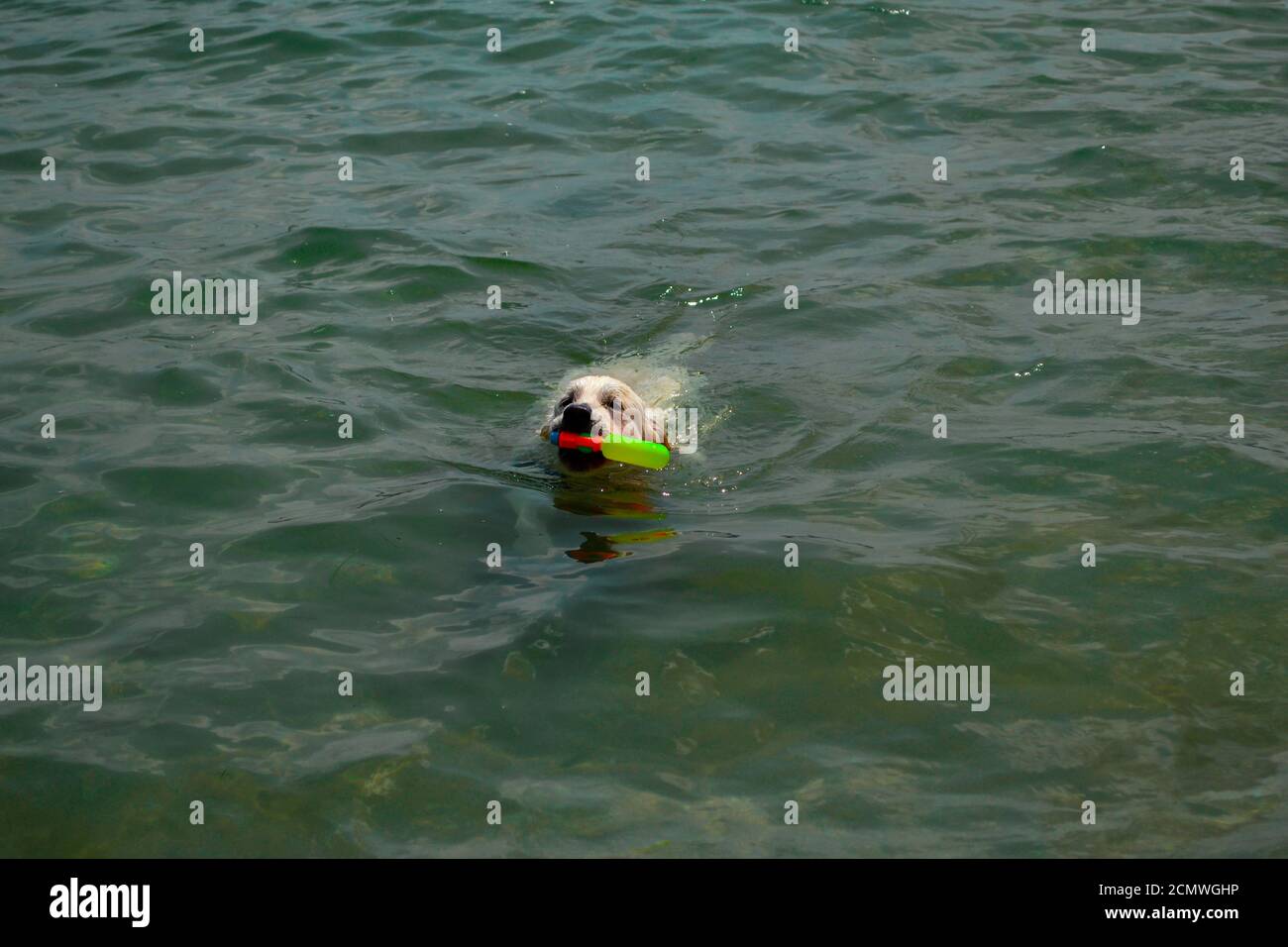 A dog swimming and carrying a plastic water gun Stock Photo - Alamy