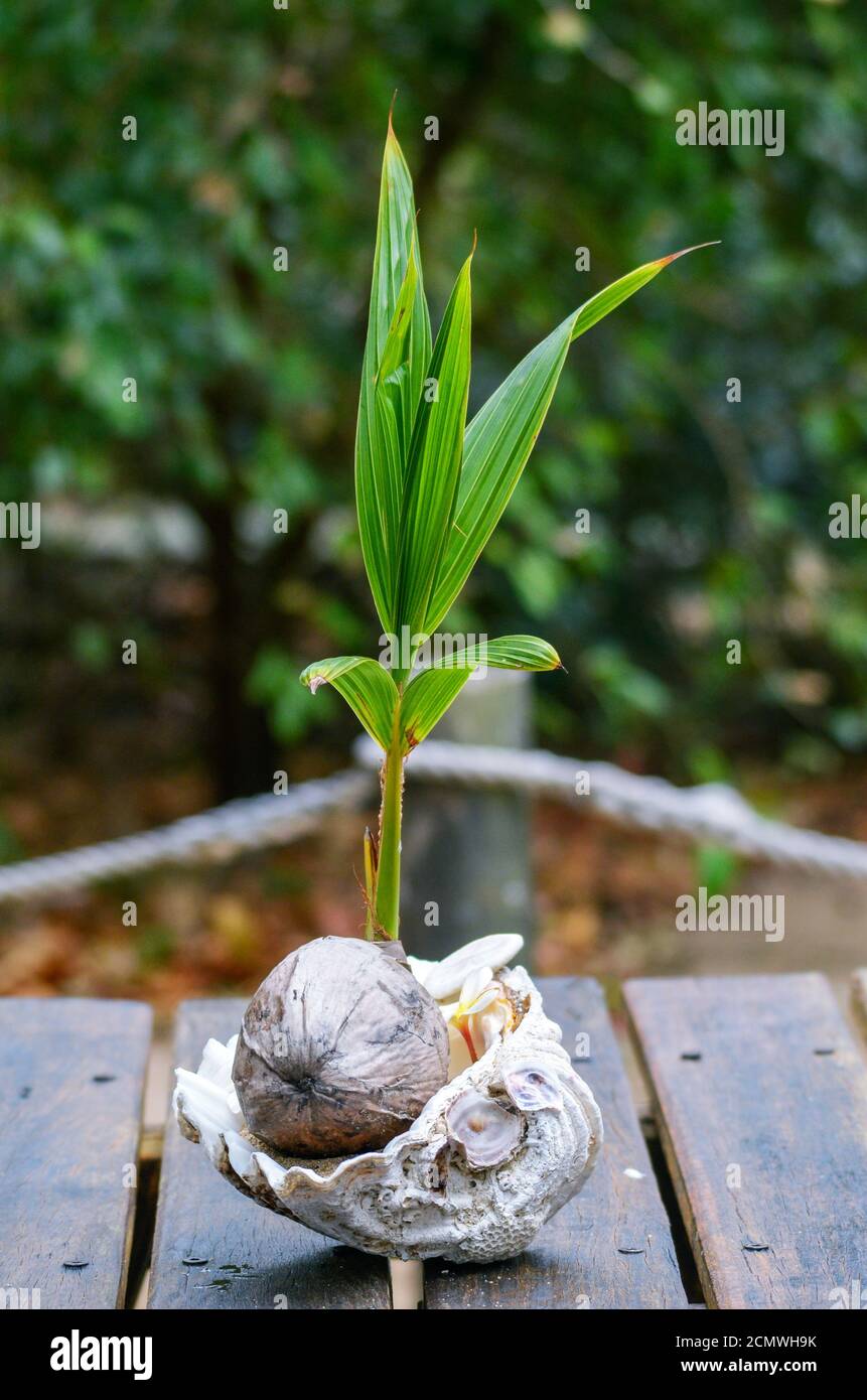 Outdoor picnic table centerpiece, made out of shell, coconut, and ...