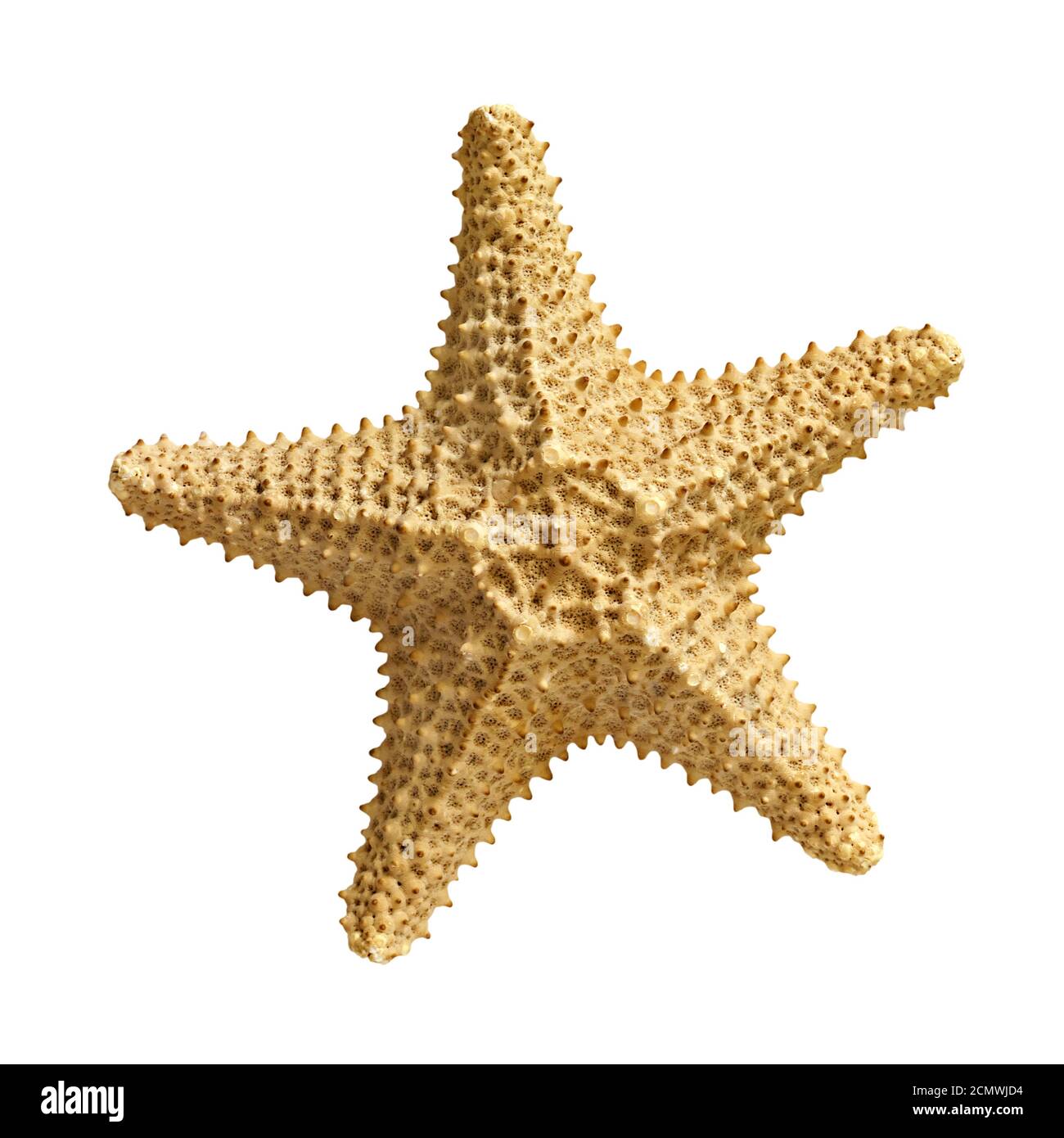 starfish isolated on white background Stock Photo - Alamy