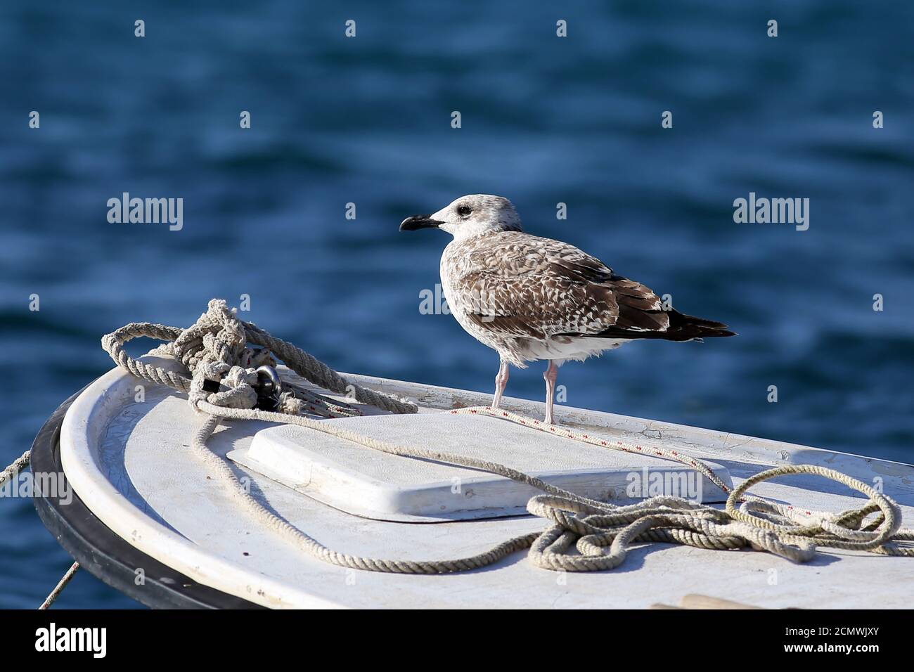 Gray seagull stands on a fishing boat Stock Photo - Alamy