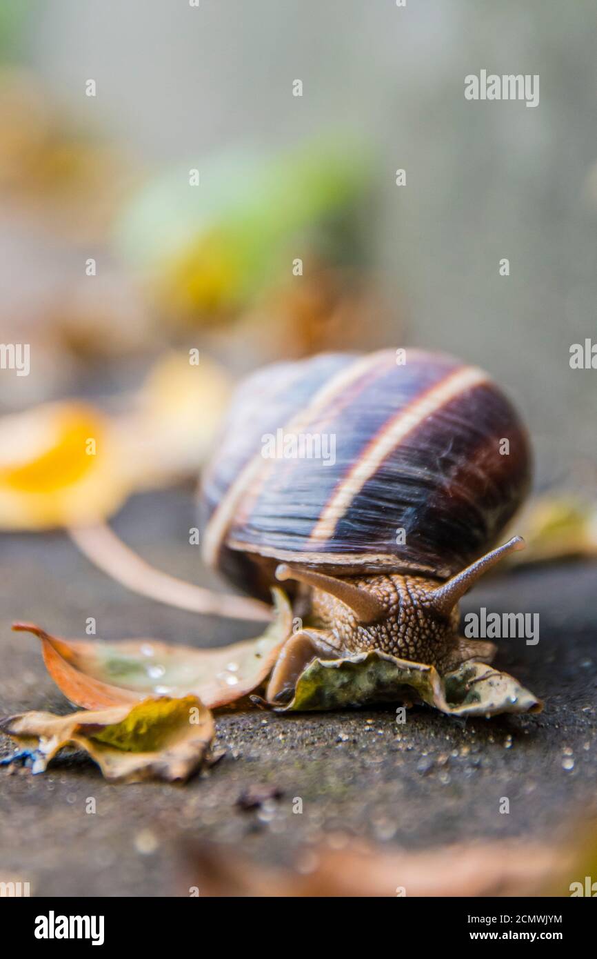 A snail eating a leaf in the wild Stock Photo - Alamy