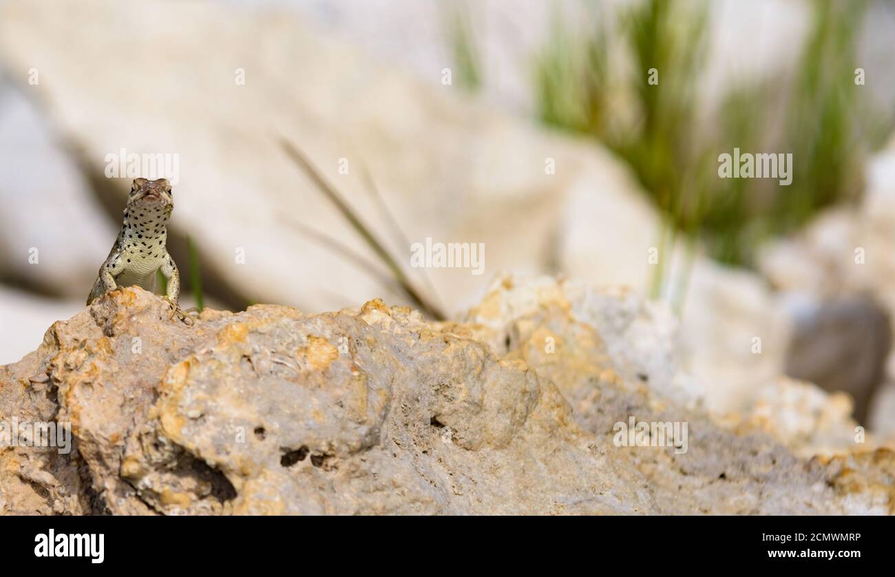 lizard on the stone Stock Photo - Alamy