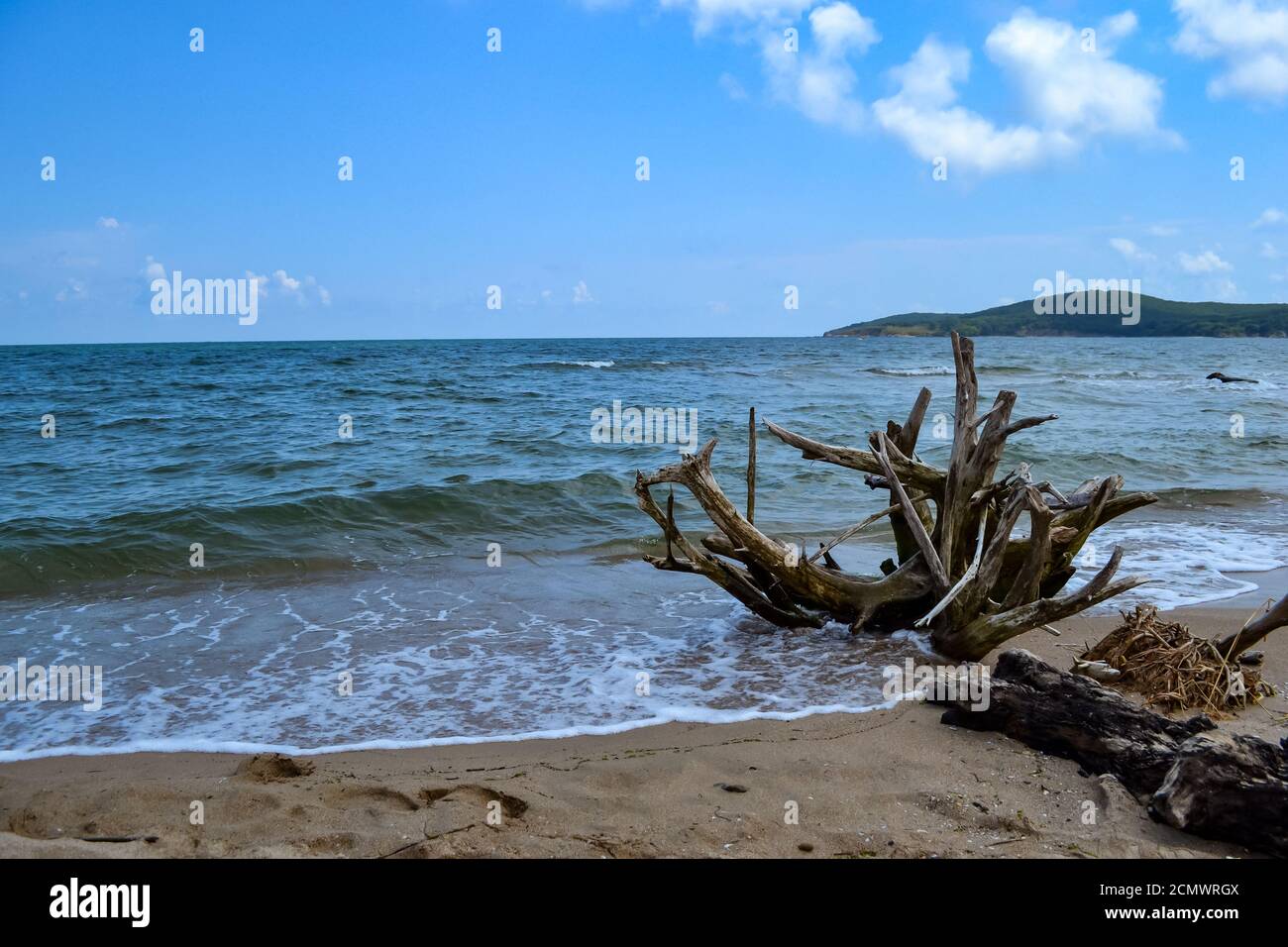 Big dry tree branches on the shore of a beach in Bulgaria Stock Photo ...