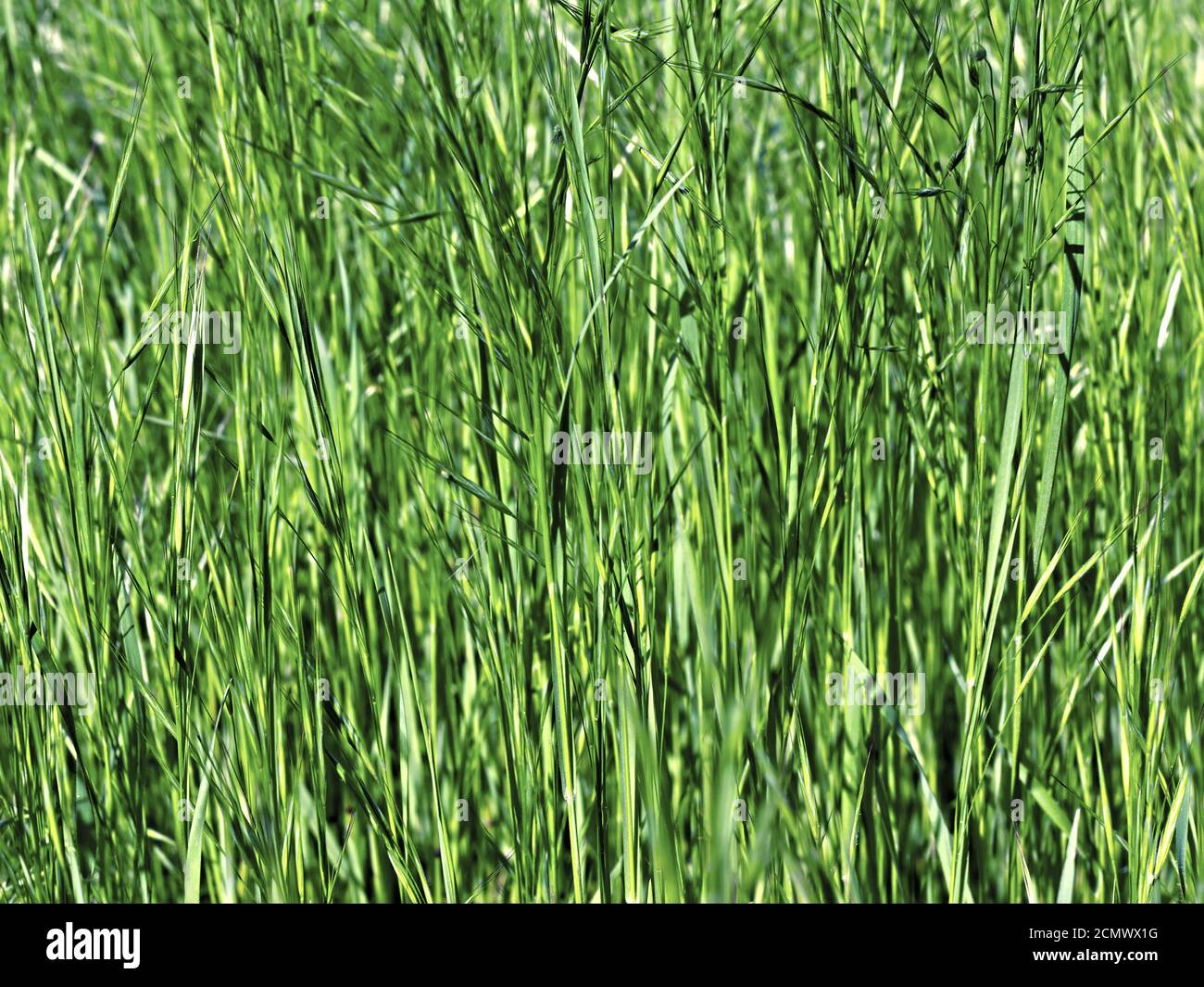 Green stems sunshine hi-res stock photography and images - Alamy