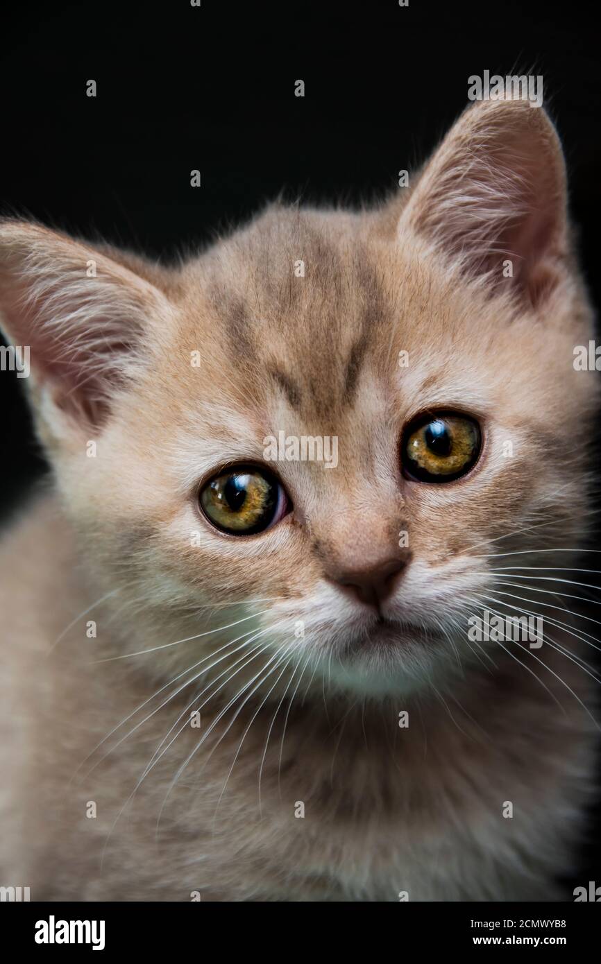 A rare pink British shorthair kitten with beautiful eyes on dark ...