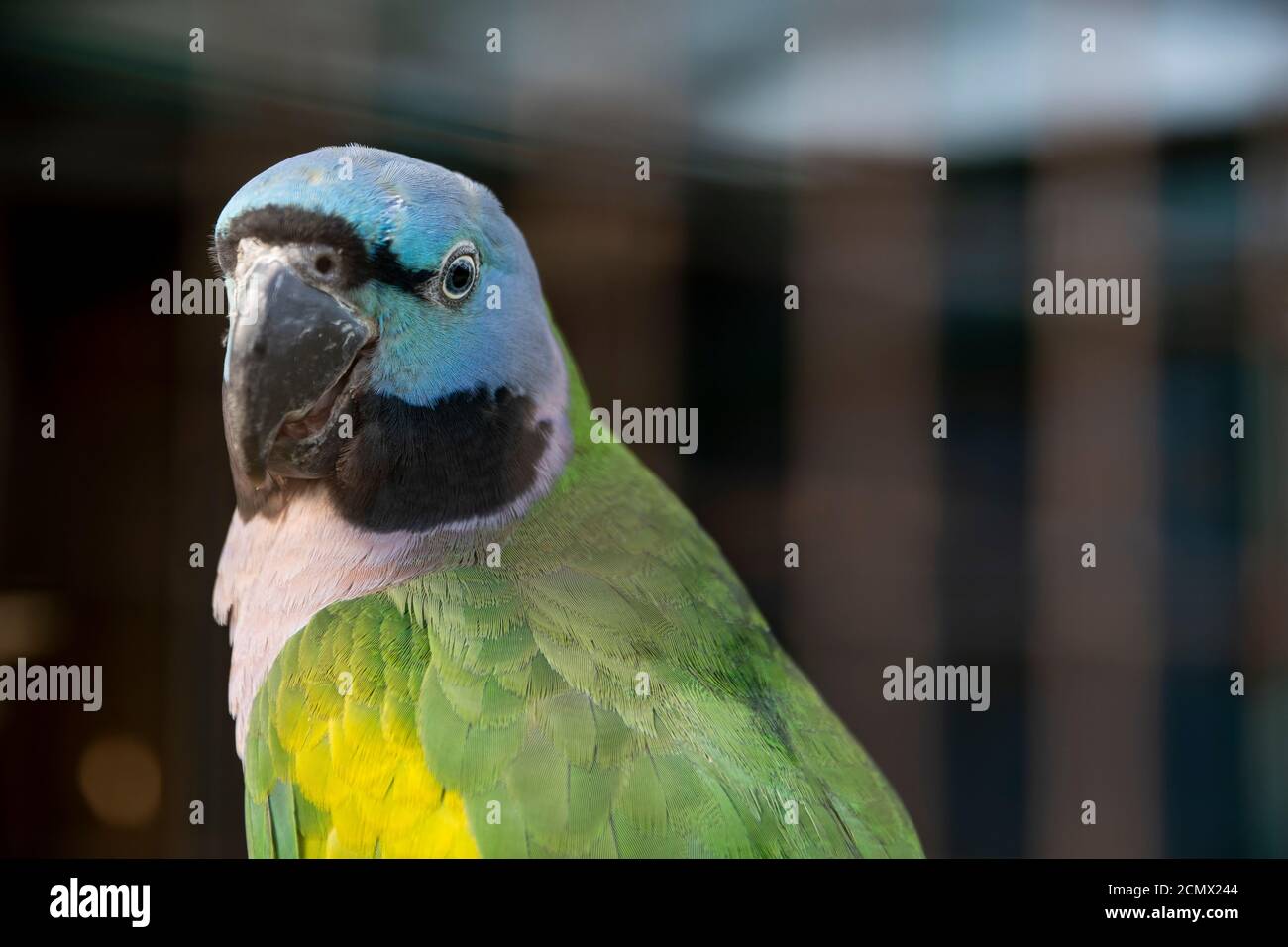 A beautiful blue green parrot portrait close up looking at the camera ...