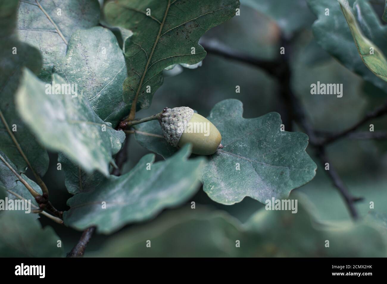 acorn close up on a branch in the forest in autumn Stock Photo - Alamy