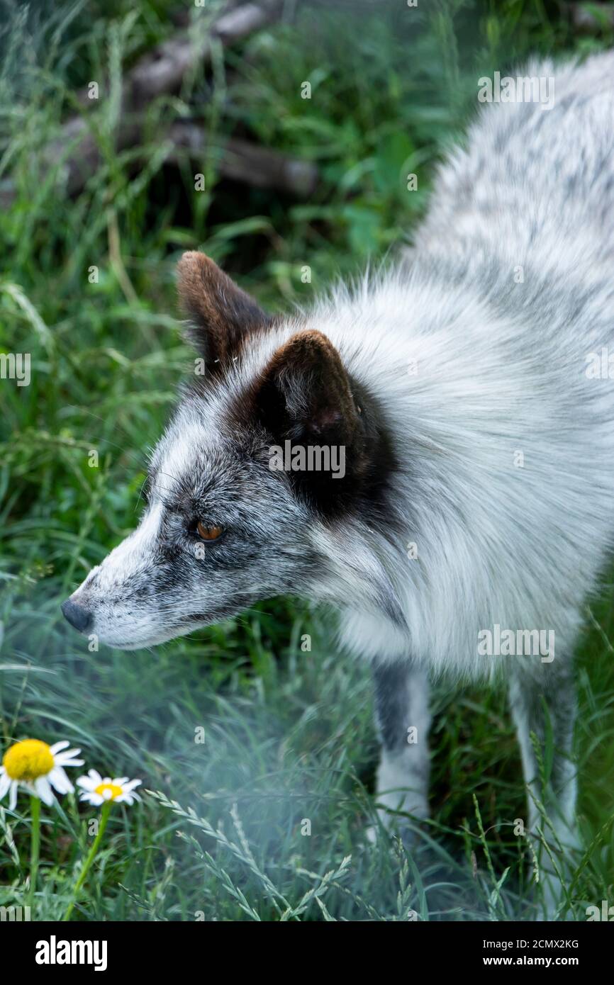 A white grey fox in a green field, held in captivity Stock Photo - Alamy