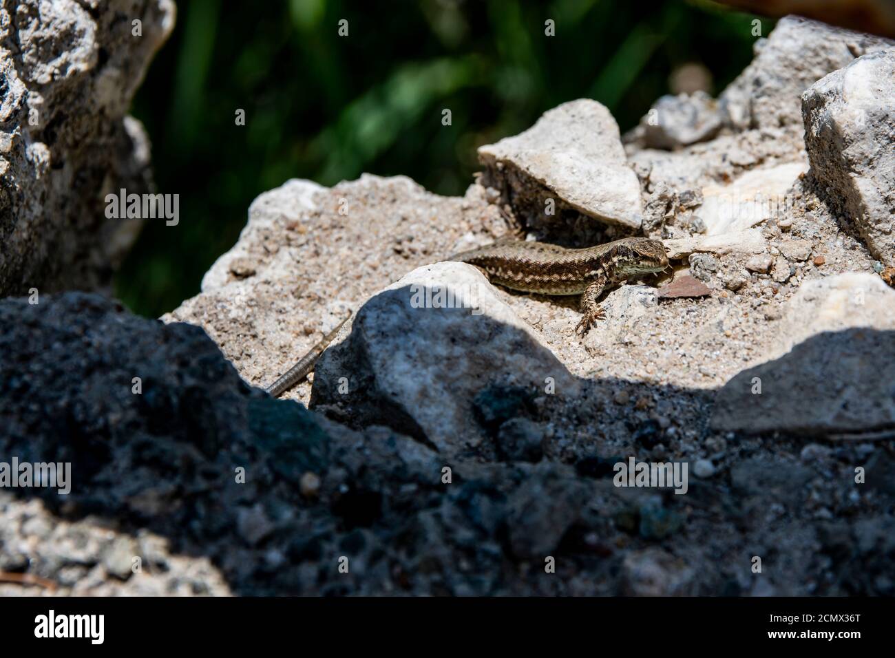 A brown gecko lizard laying in the sun Stock Photo - Alamy