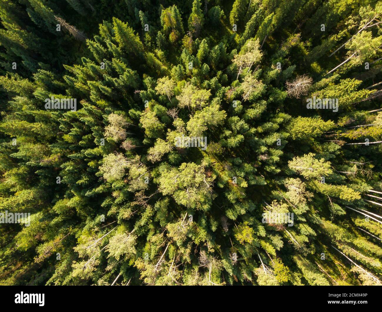 British columbia rainforest aerial hi-res stock photography and images ...
