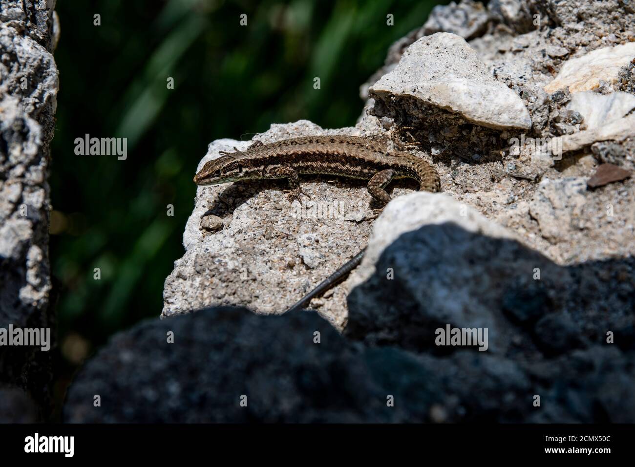 A brown gecko lizard laying in the sun Stock Photo - Alamy