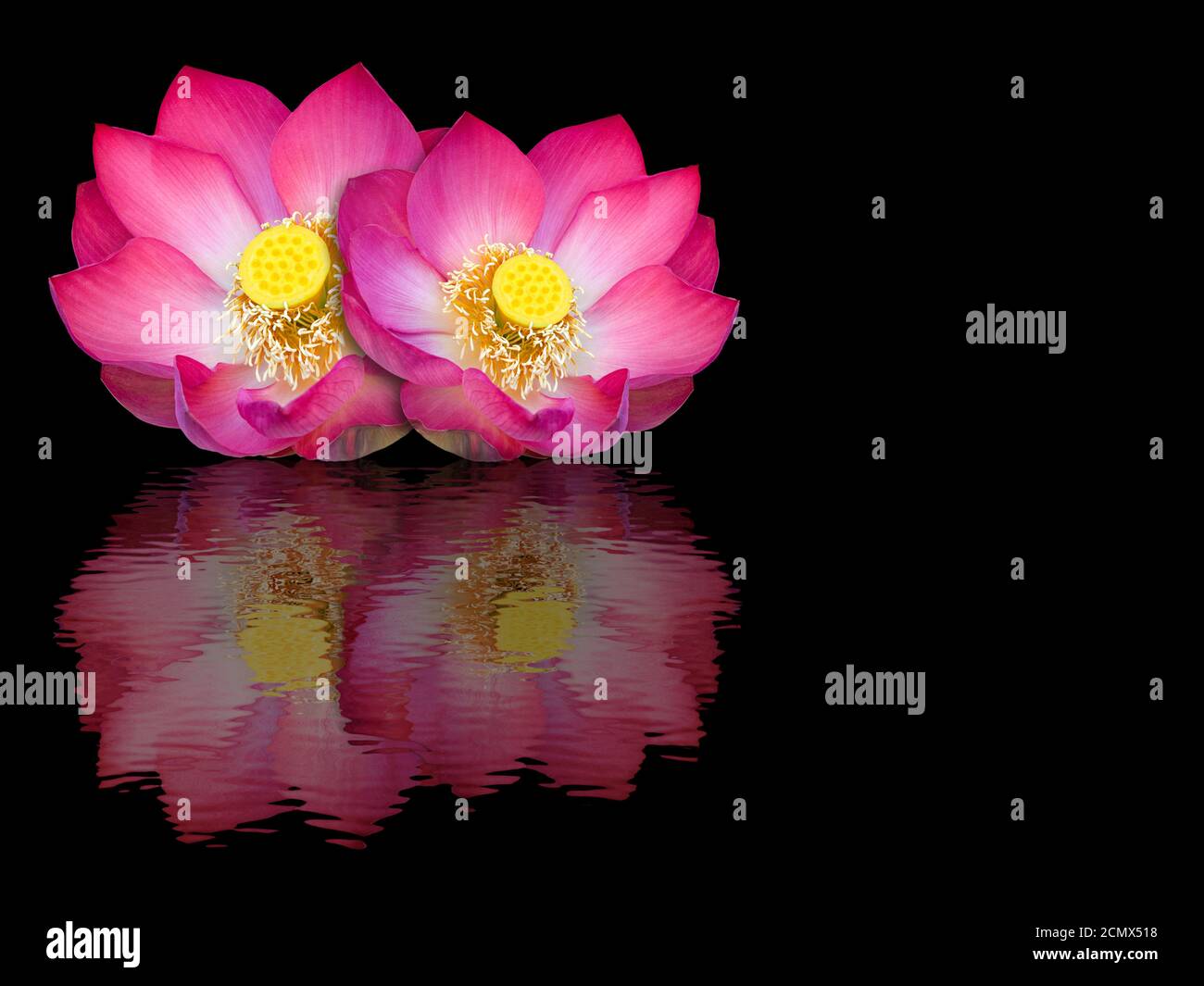 Indian lotus design hi-res stock photography and images - Alamy