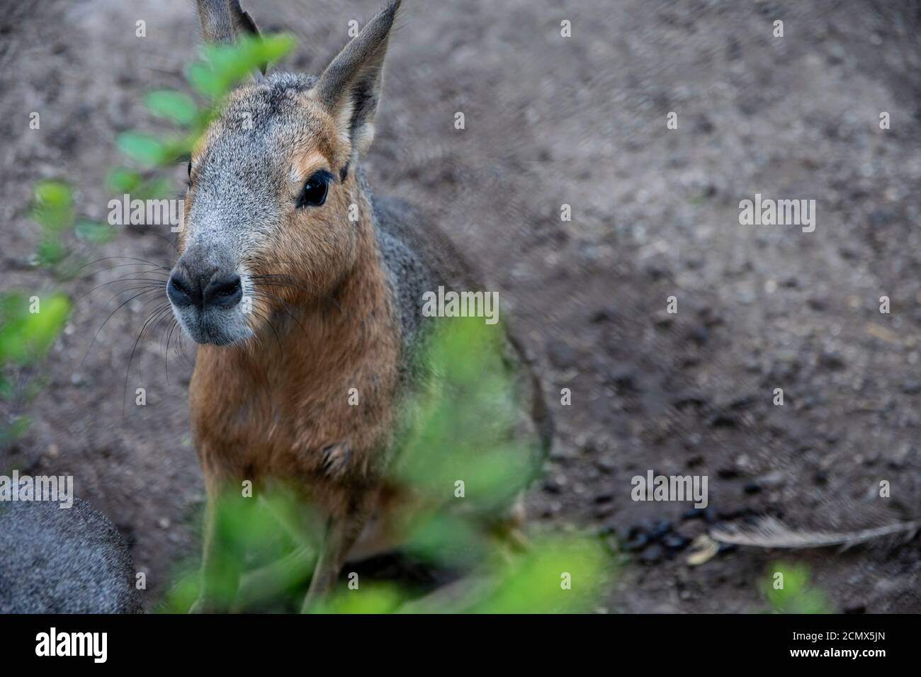 Patagonian mara pet hi-res stock photography and images - Alamy
