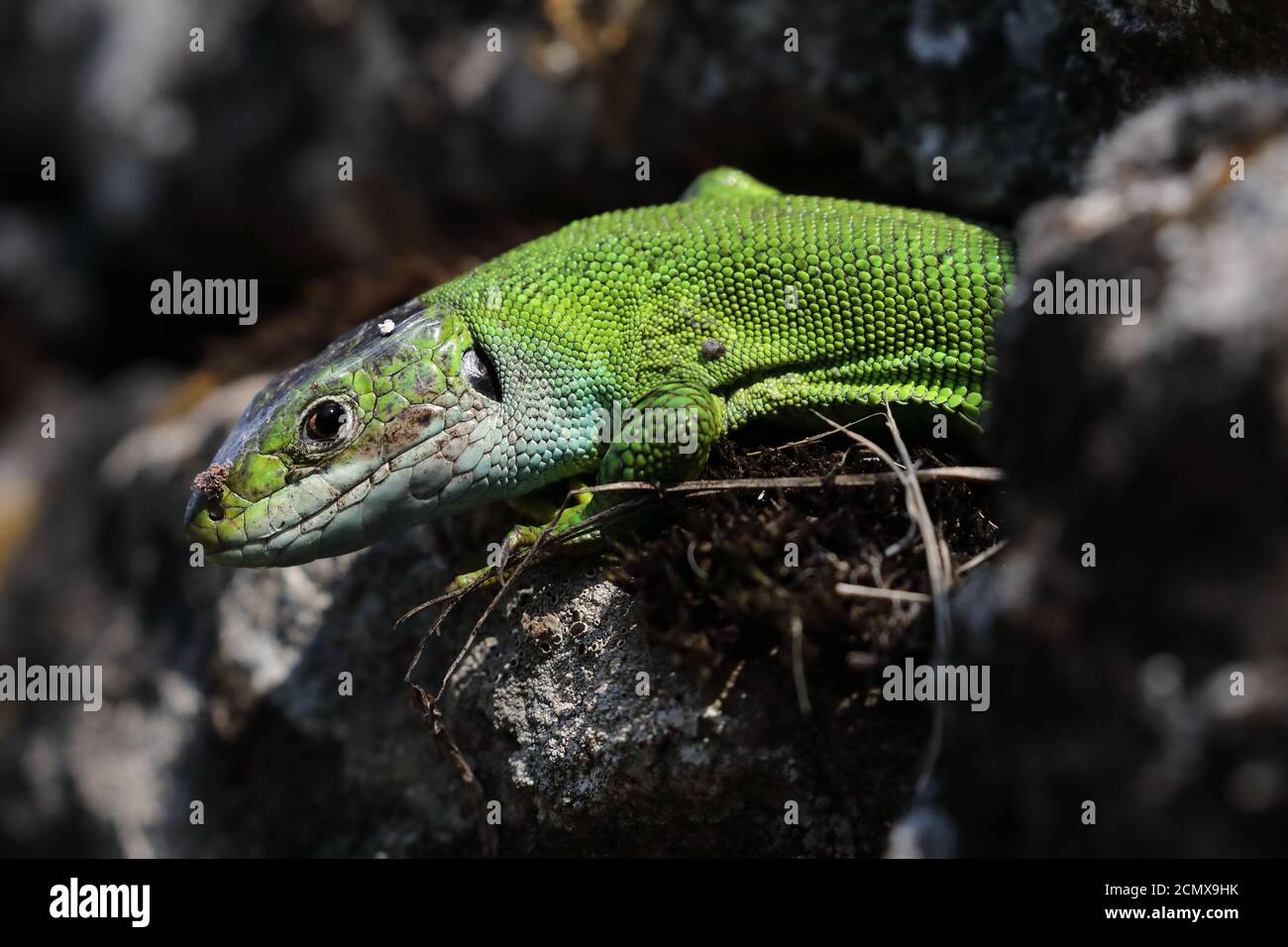 Beautiful female wall lizard hi-res stock photography and images - Alamy