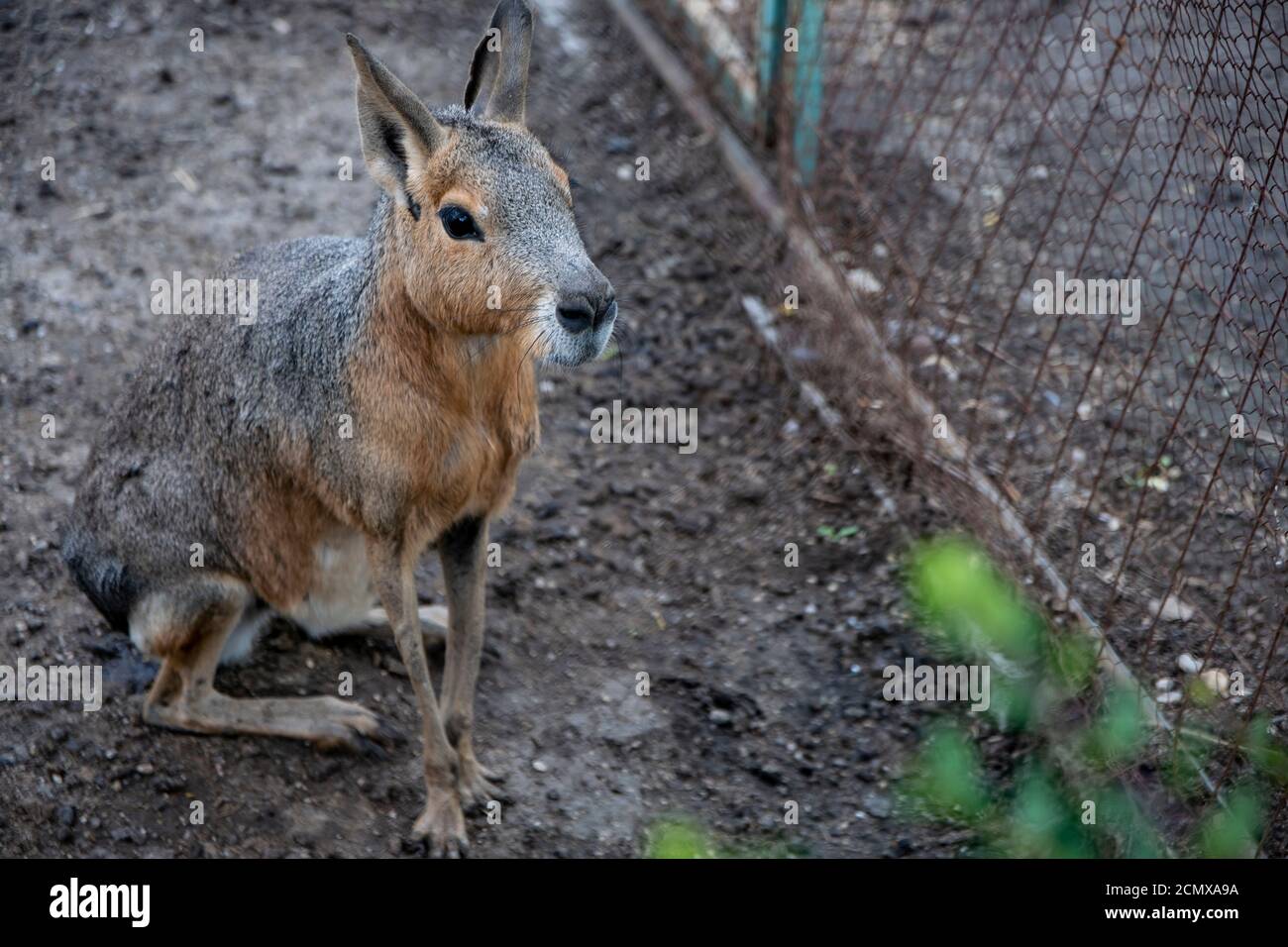 Patagonian mara hi-res stock photography and images - Alamy