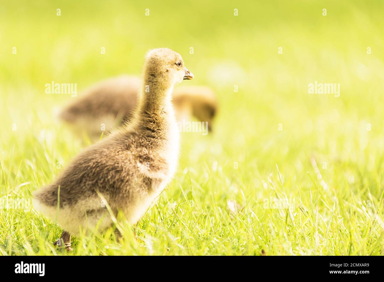 Baby gooses hi-res stock photography and images - Alamy