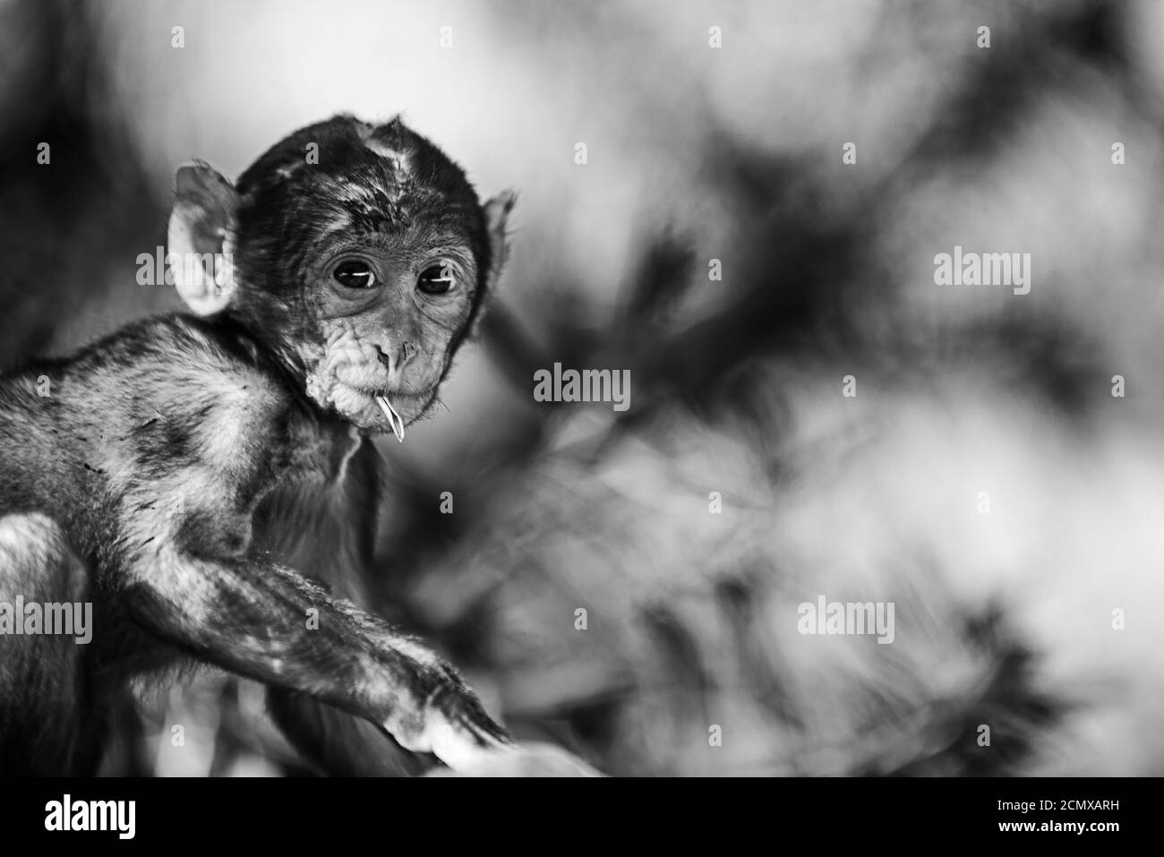 Monkey looking into camera hi-res stock photography and images - Alamy